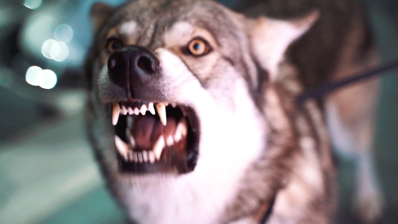 RW WOLF Barbers in Knightsbridge - YouTube