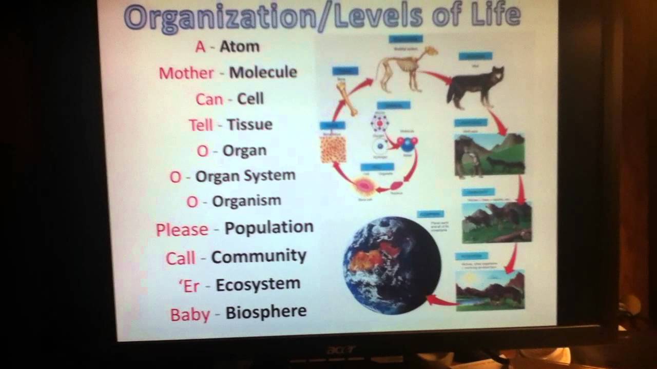 organization of life - YouTube