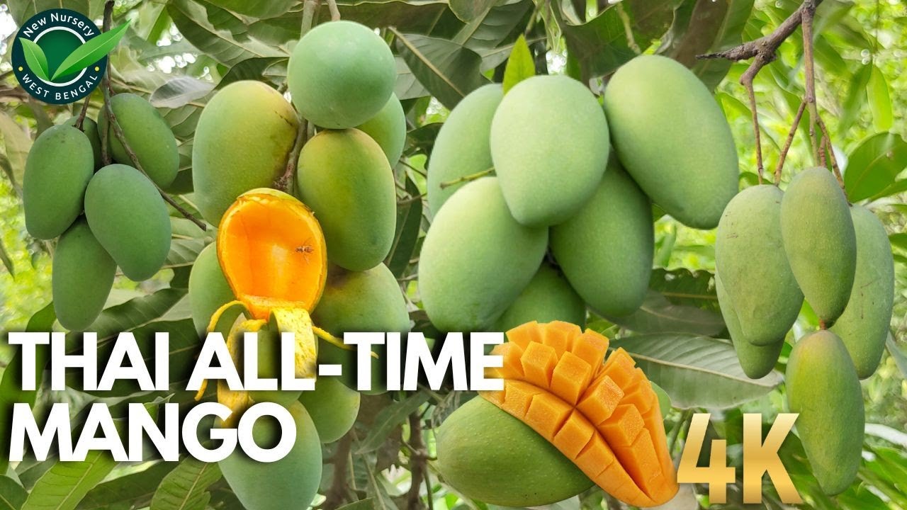 Thailand all time mango farming | all time mango plant | thai all time ...