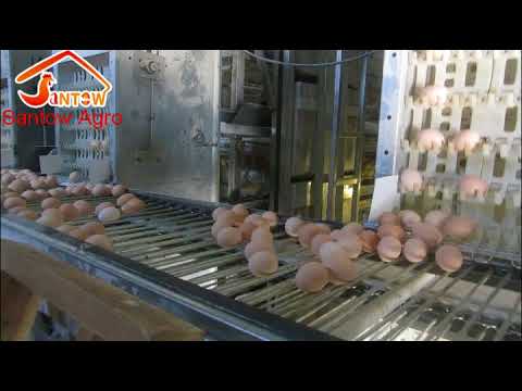 How to rear chicken using Battery Cages - YouTube