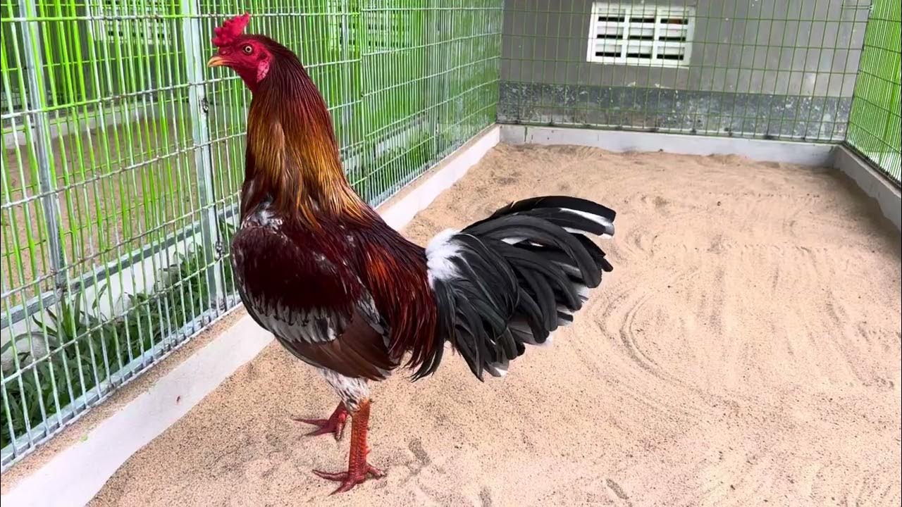 9/1 Xám 💐🏆👍👏🏻 - YouTube