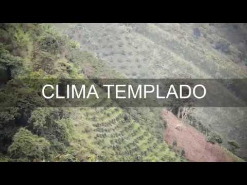 Video parte 08 CLIMA TEMPLADO 1 - YouTube