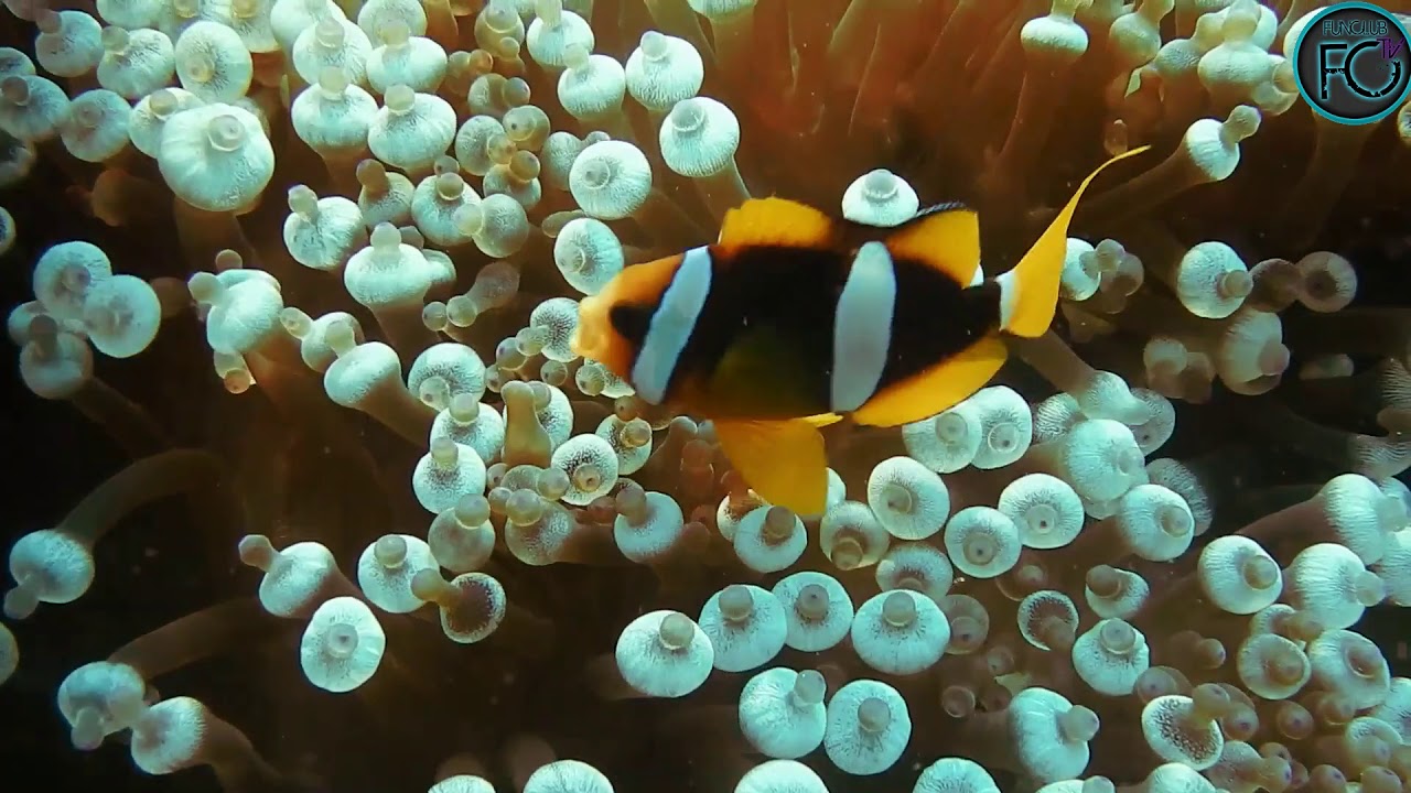 Relaxing Ocean Fish HD - YouTube