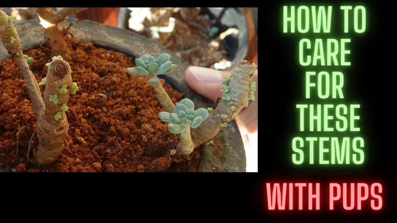 || HOW TO CARE FOR THE REMAINING STEMS POST STEM CUTTINGS || - YouTube