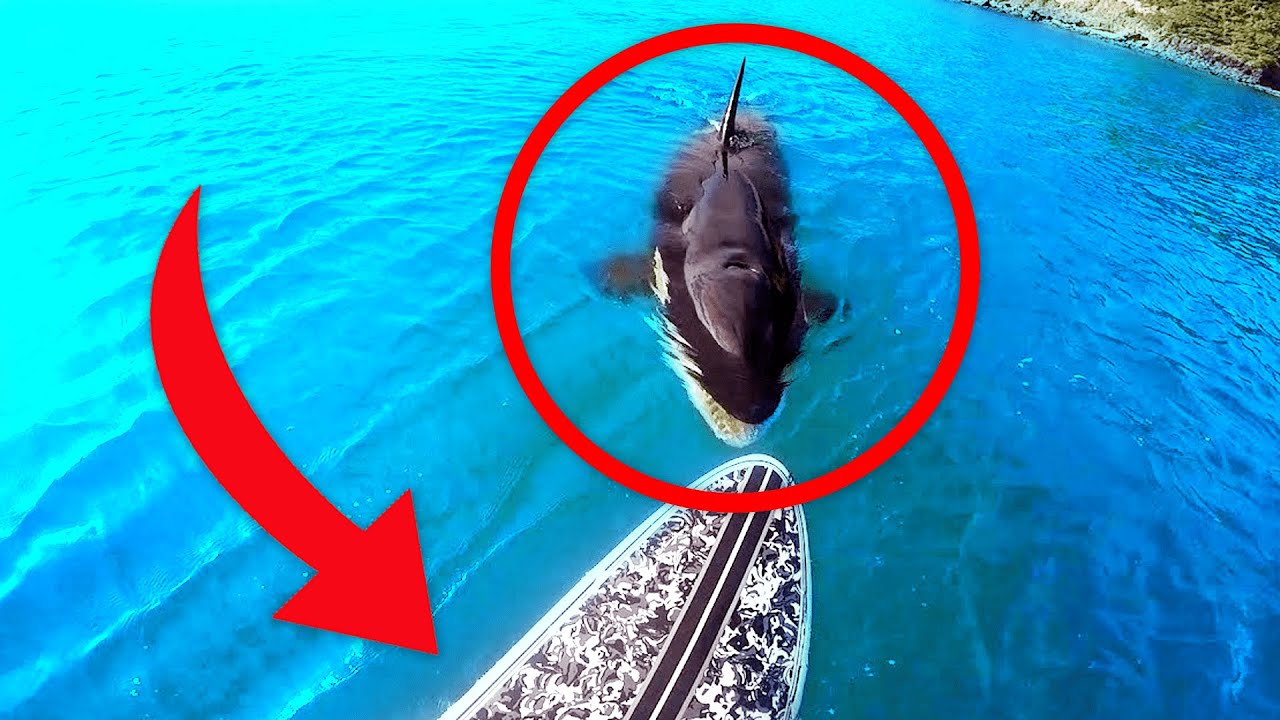 8 Orca Encounters That Will Give You Anxiety - YouTube