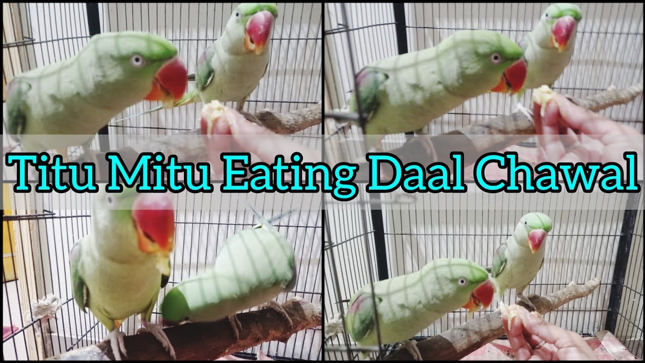 Titu Mitu Daal Chawal Mre Hath Se Khate Hain/Titu Mitu Talking Parrots ...