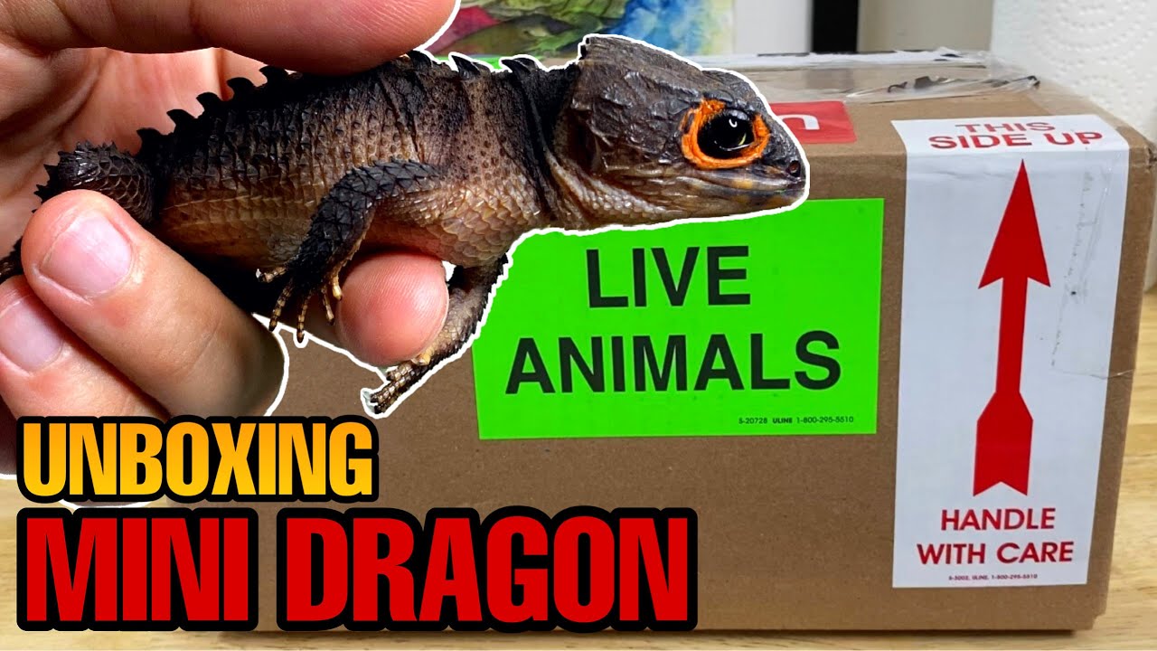 UNBOXING MY NEW MINI DRAGON! RED-EYED CROCODILE SKINK UPDATE! - YouTube