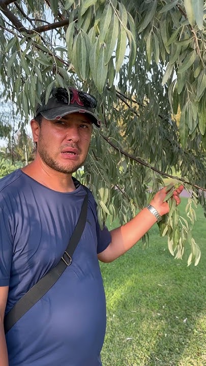 От порчи, магии, сихра, колдовства, сглаза, используйте Оливковое 🫒 ...