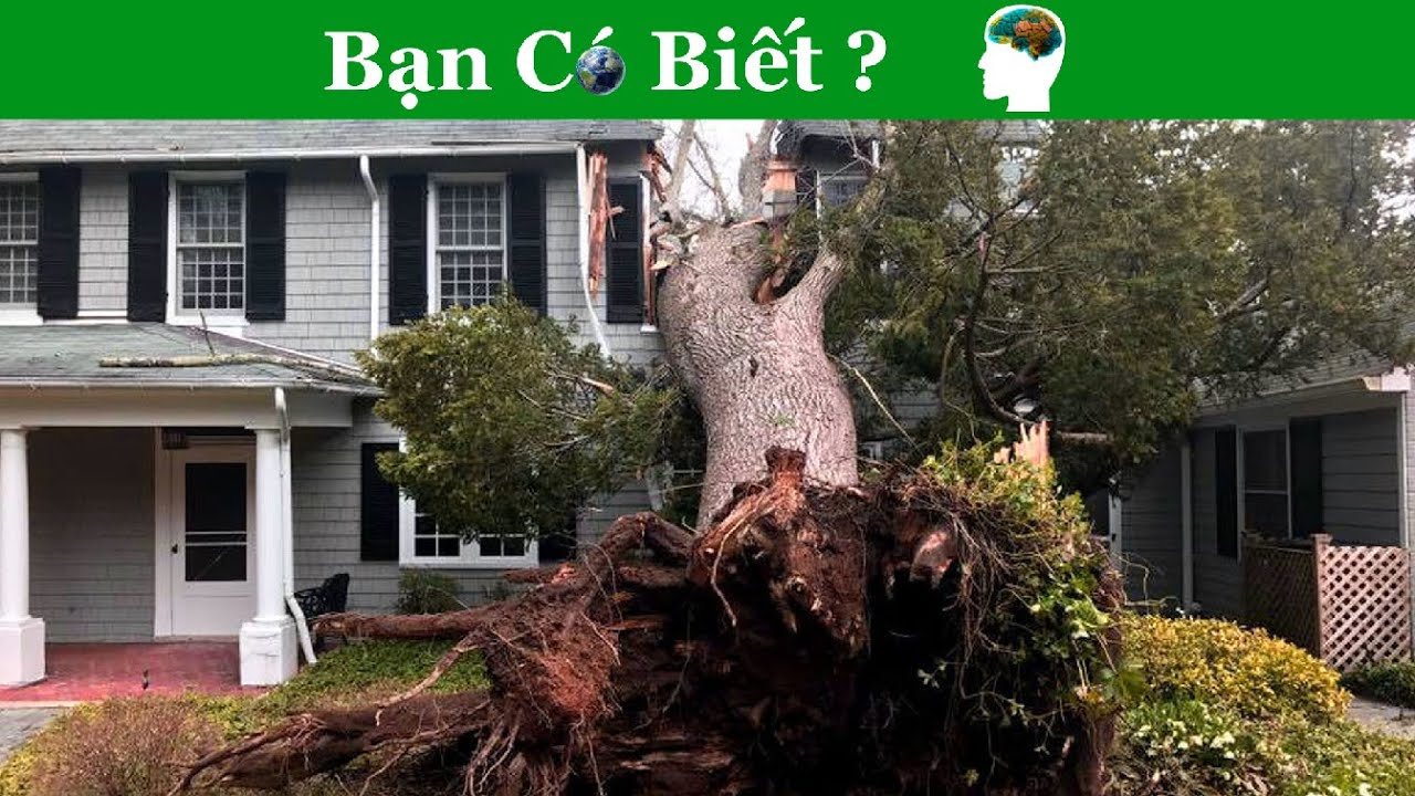 Video tổng hợp các clip cây đổ. Trees falling compilation. - YouTube