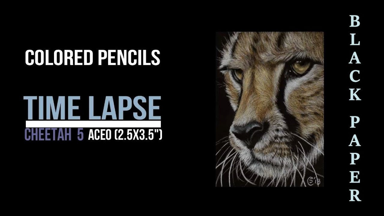 Drawing an ACEO Cheetah with Prismacolor Premier colored pencils on ...