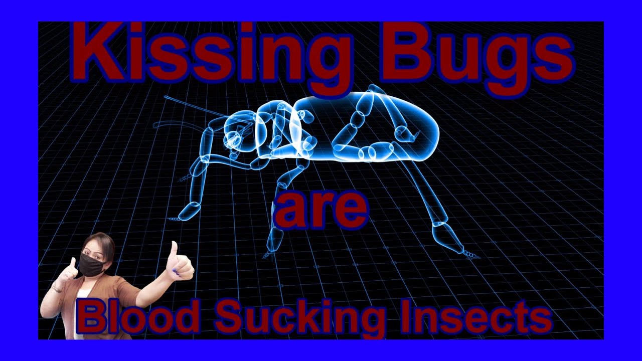 Kissing Bugs Blood Sucking Insects - YouTube
