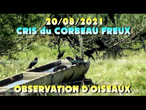 CORBEAU FREUX Cri et envols - YouTube