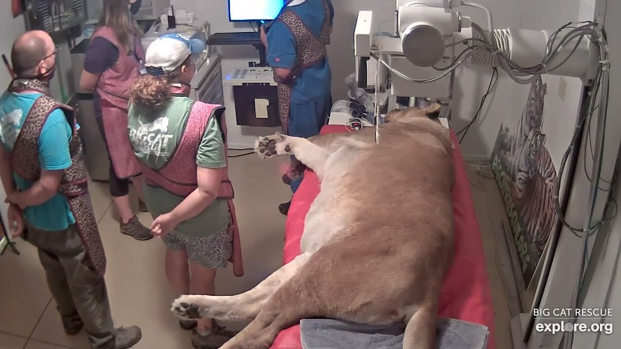 Nikita Lion getting Xrays - YouTube