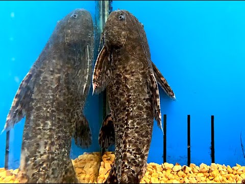 ボドワード Granulated catfish Pterodoras granulosus - YouTube