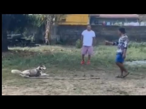 TRAINING UPDATE DAY,6 | BASIC OBEDIENCE TRAINING - YouTube