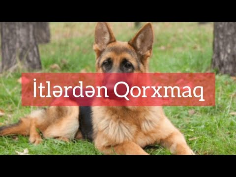 Qorxaq Alman qurdu.İtlərdən qorxmaq problemi