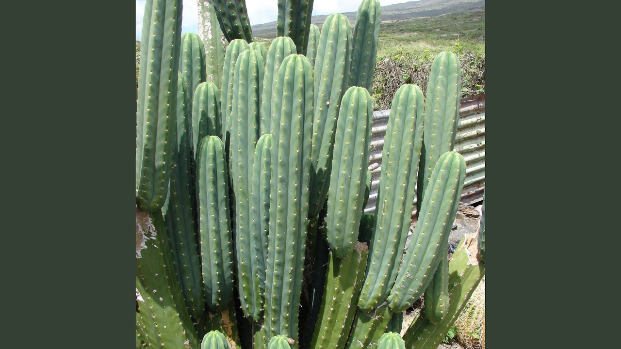 Rocks in my Head - YouTube