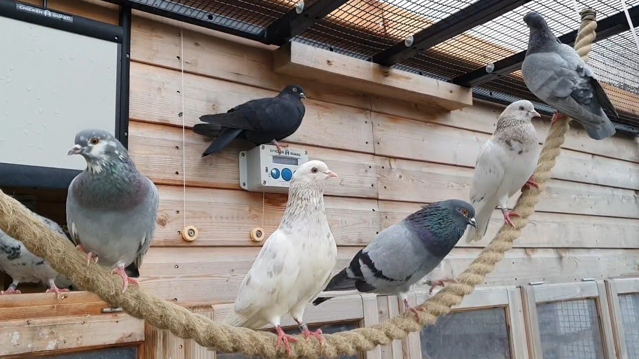 2020-02-24 Colour Birmingham Roller Pigeon Loft and aviary - YouTube