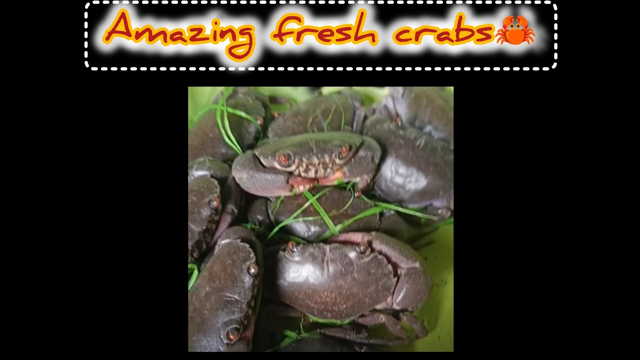 LET'S WASH ALIVE+COOKING CRABS🦀# Crab#wash#cooking#satisfying# ...