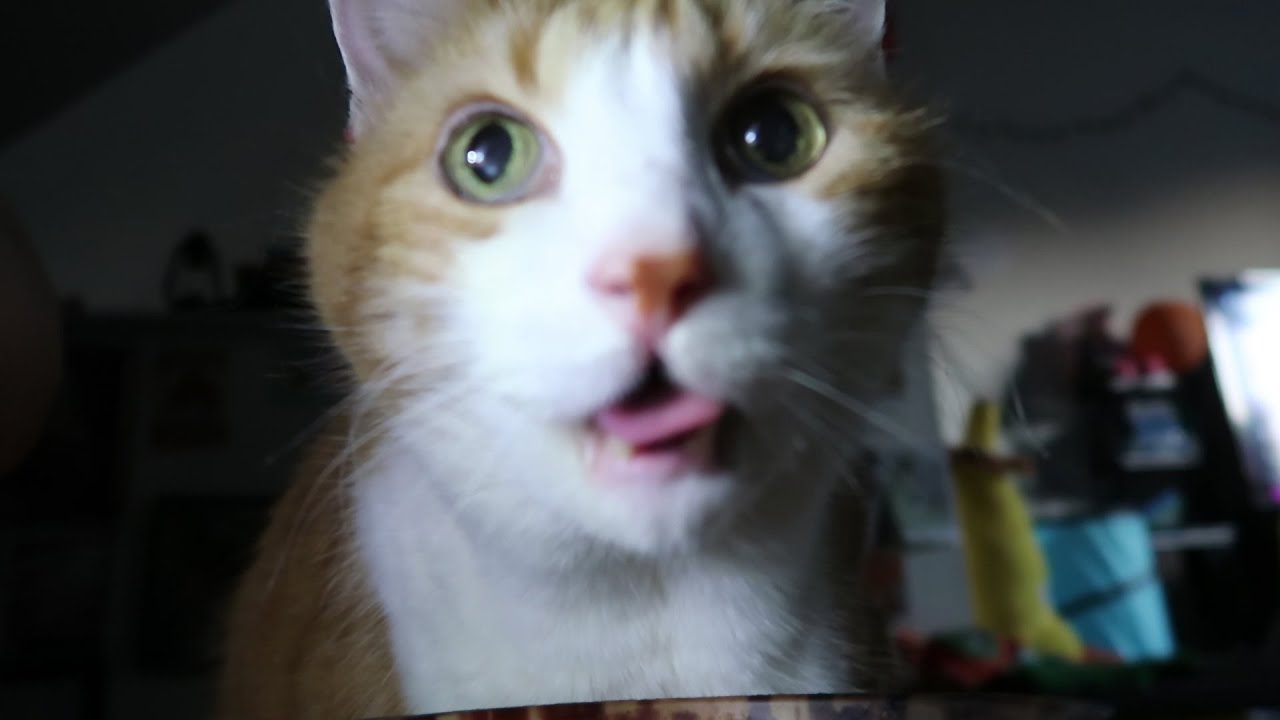 Cat Crunches On His Dinner - YouTube