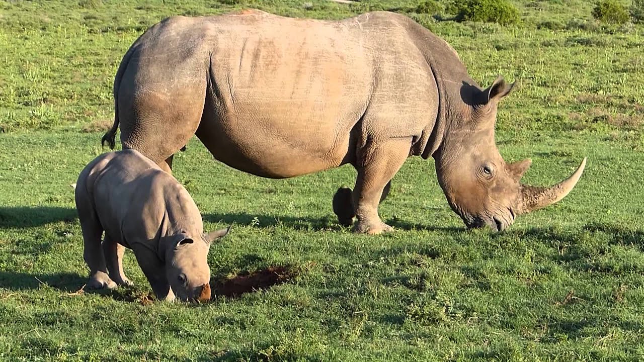 Baby white rhino digging a hole - YouTube