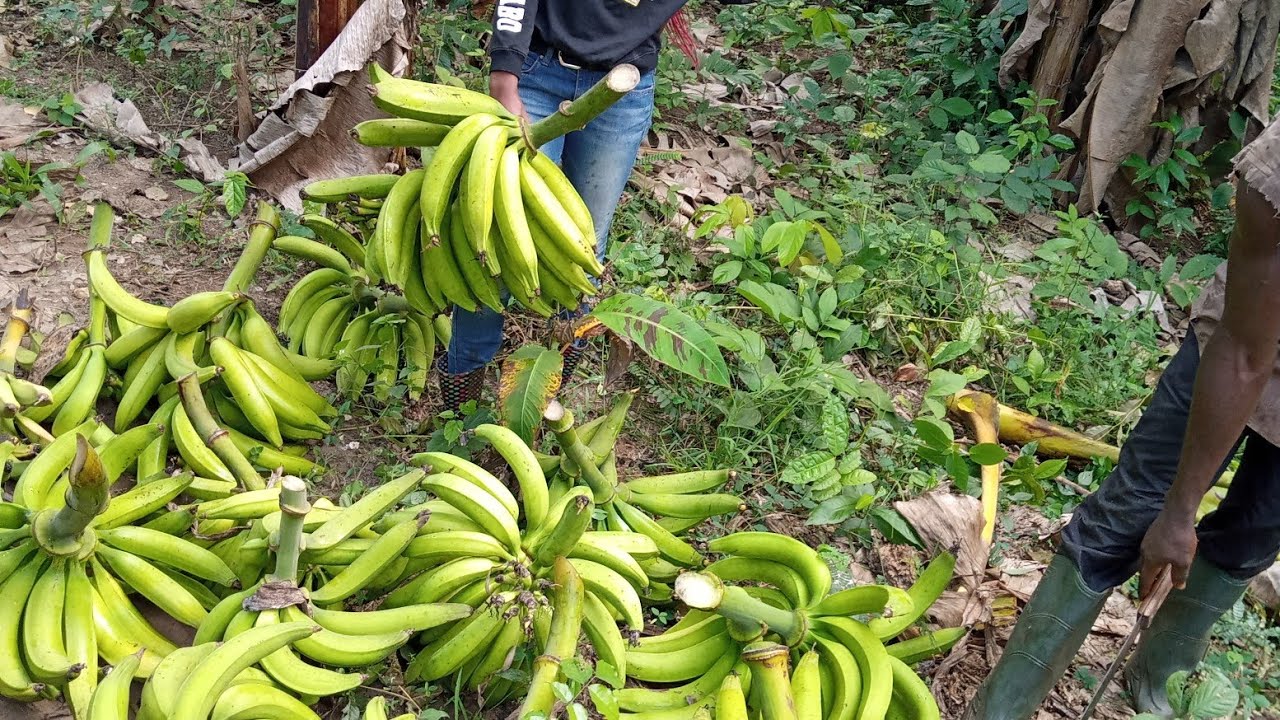 HOW TO START PLANTAIN FARMING ON A COMMERCIAL SCALE - YouTube