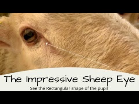 The Sheep Eye is Interesting and Impressive. Did you know that their ...
