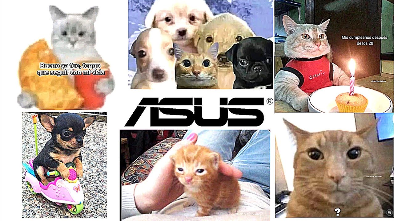 te explico Asus tegnologic con memes o Algo asi nose 😎🗿🤑🐴🦆🐧😼 - YouTube