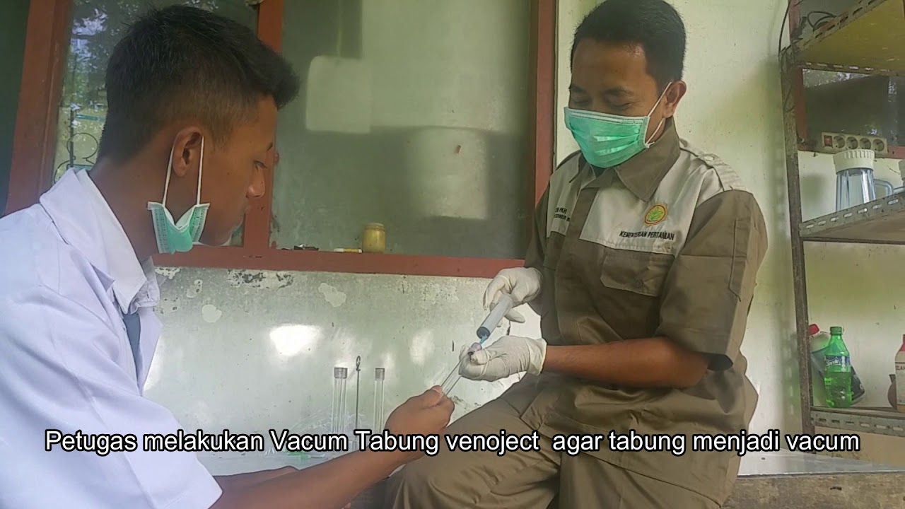 Pengambilan darah Domba untuk Pembuatan Media Blood agar darah - YouTube