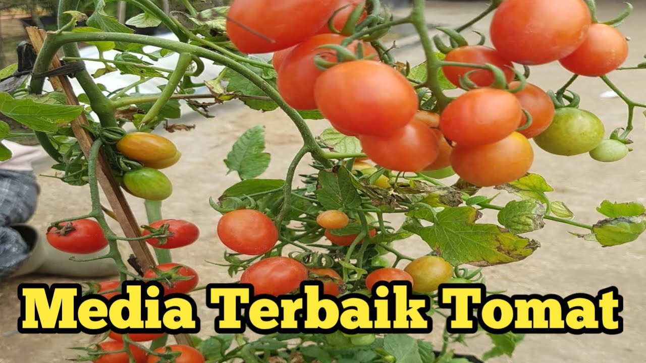 Cara Menanam Tomat di Polyback Agara Berbuah Lebat - YouTube