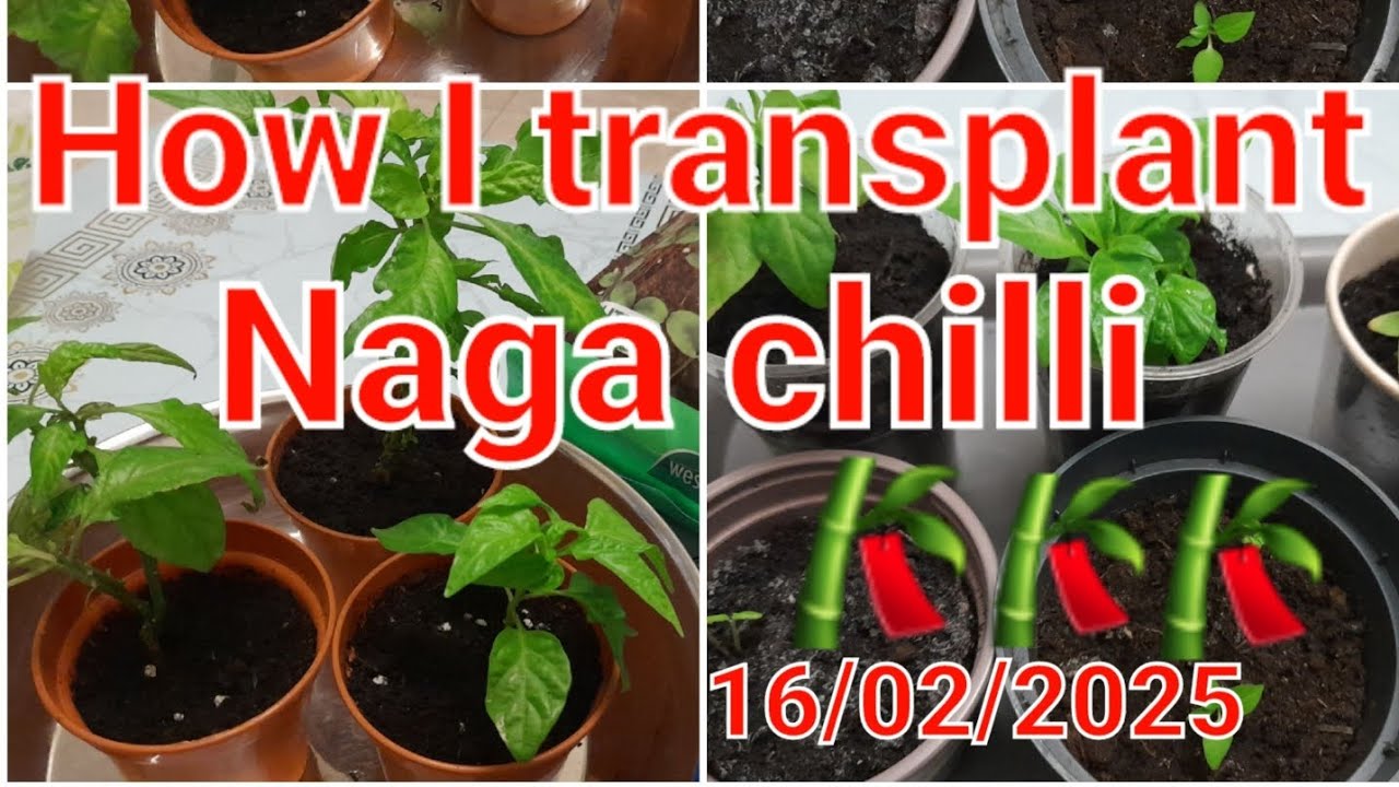 How I transplant naga chilli plants. - YouTube