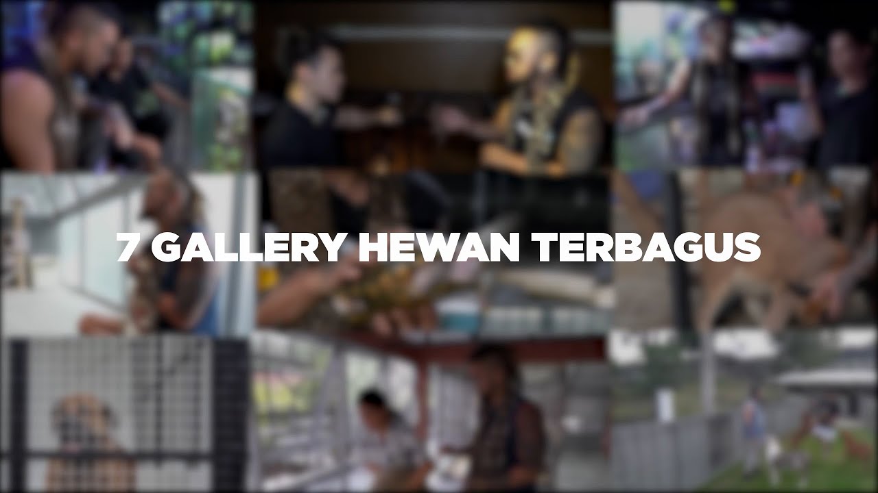 TOP 7 GALLERY HEWAN TERBAGUS #AudreyA #KINGOFTHEJUNGLE - YouTube