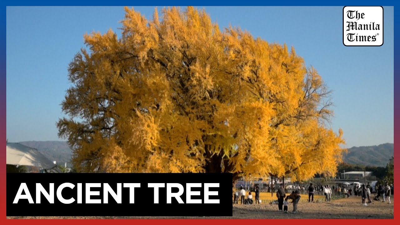 South Koreans flock to 800-year-old ginkgo tree as leaves turn golden ...
