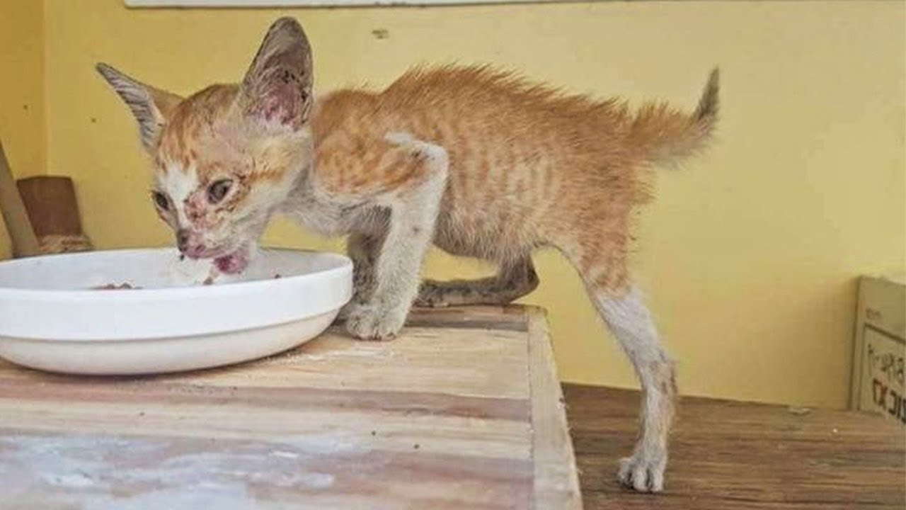 Stray Kitten Looked Like a Living Skeleton, But Look What It Turned ...