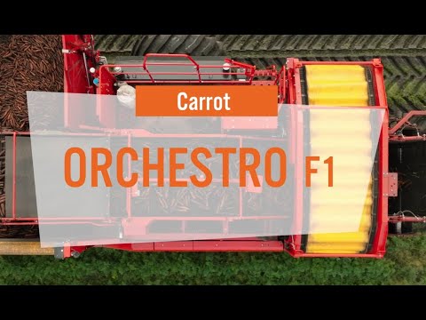 🥕 A new carrot innovation from Vilmorin-Mikado: Orchestro F1 - YouTube