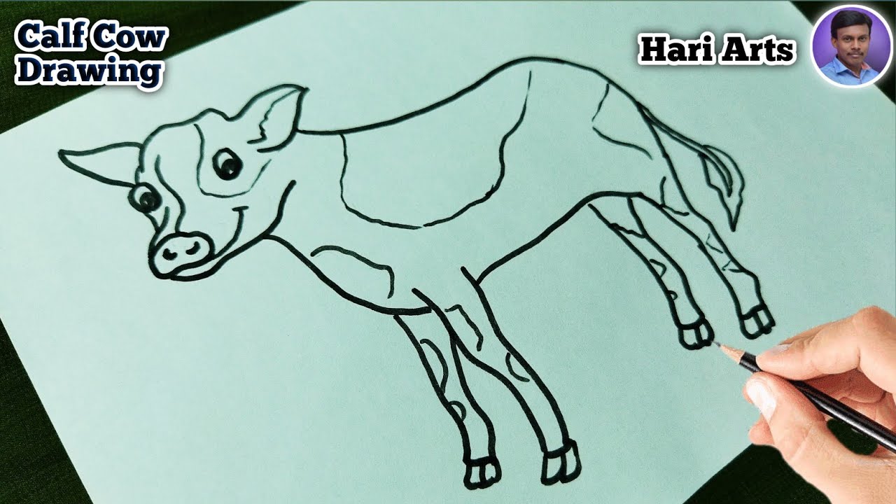 Calf cow | cow drawing | 🐄 art |black and white cow art | animals ...