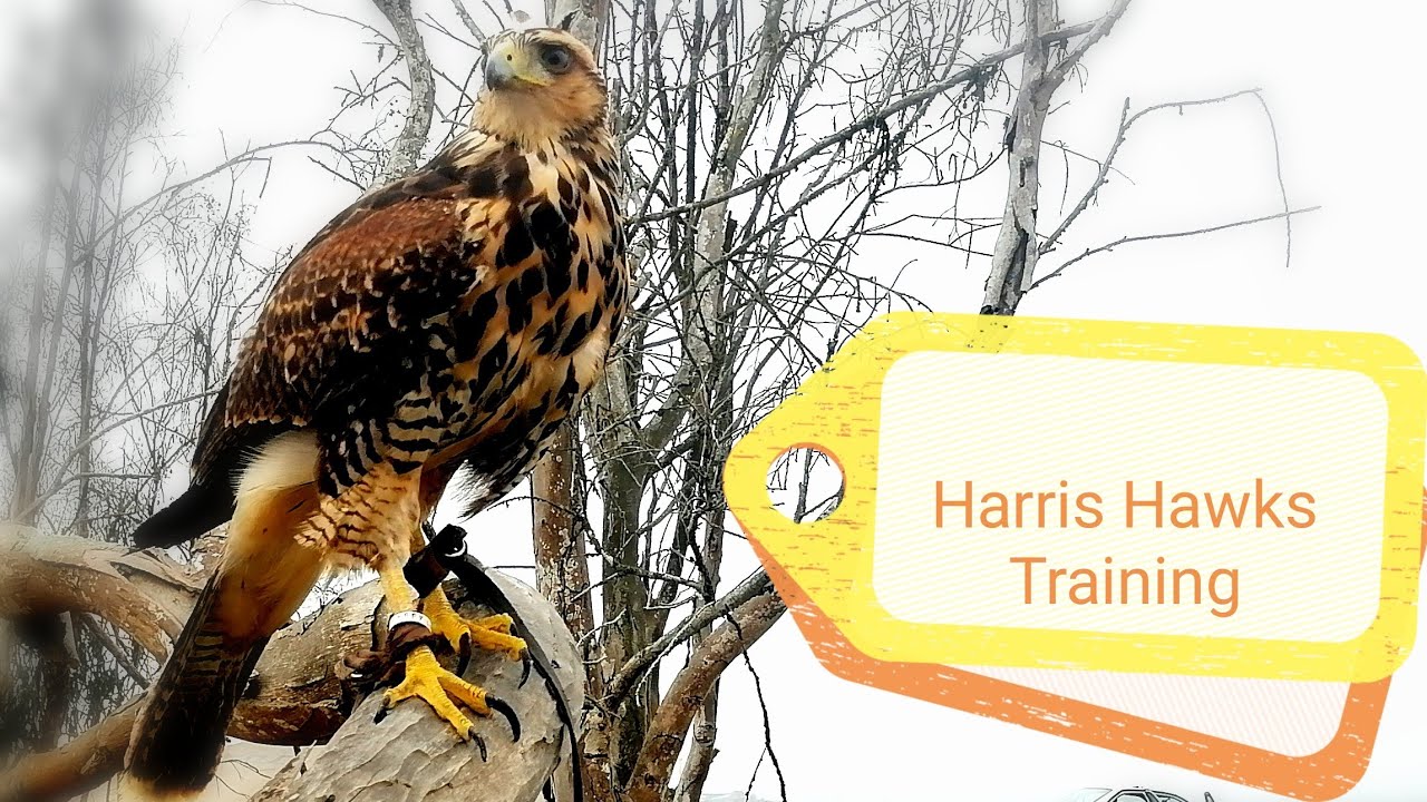 Cetrería en Perú - Entrenamiento del Gavilán Acánelado/ Peruvian Harris ...