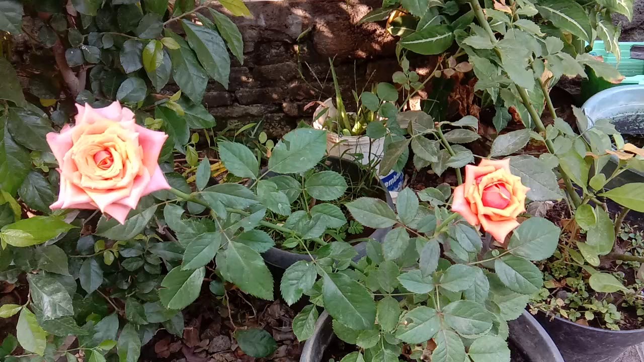 Bunga Mawar di Depan Rumah Mekar - YouTube