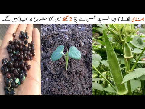 How to grow okra at home|Growing okra from seeds - YouTube