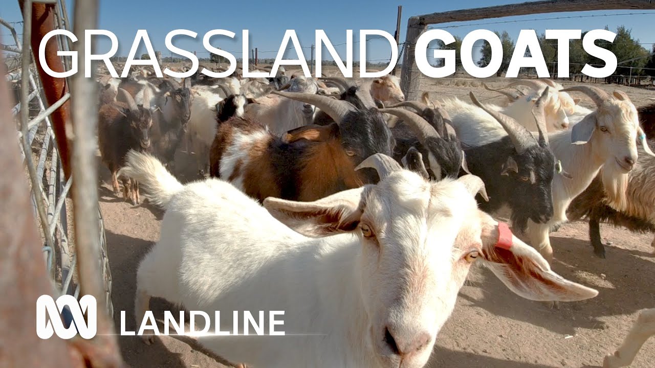 'Accidental' goat farmers pioneer new model for domestic premium meat ...