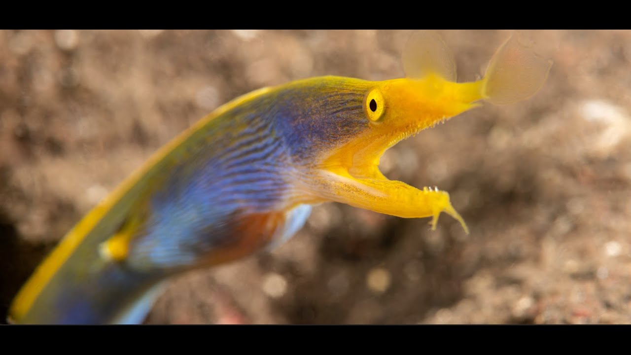 🌊🐍 "Mystery of the Deep: Unveiling the Secrets of Eels!" 🌟🔍 - YouTube