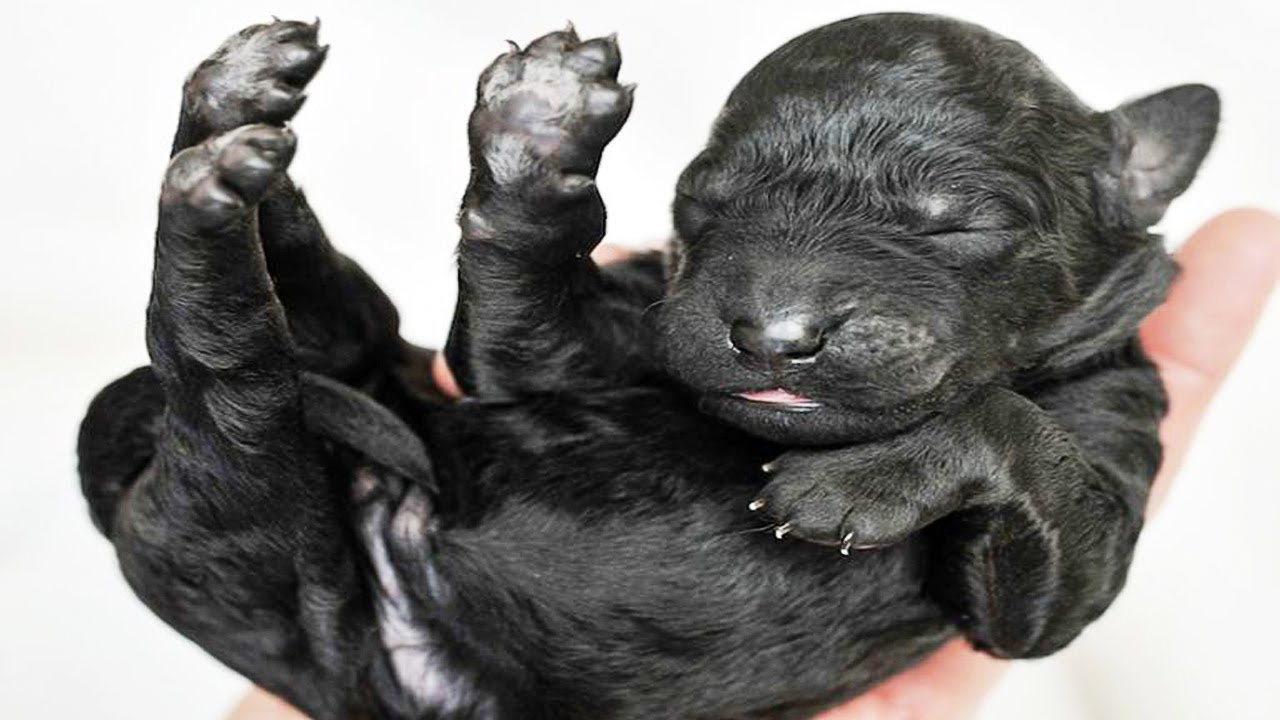 Black Lab Stuns Owners After Giving Birth To A Highly Unusual Litter ...