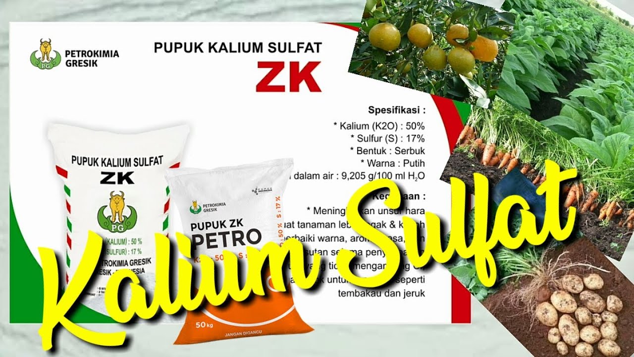 Mengenal Pupuk Penyedia Unsur Hara Kalium , ZK atau Kalium Sulfat - YouTube