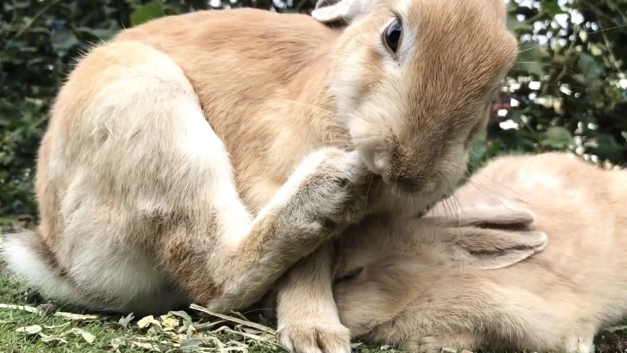 Rabbit that is very annoying to other rabbits - YouTube