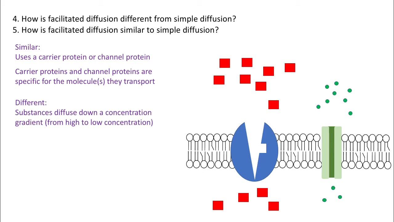 Transport across cell membrane revision: Diffusion - YouTube