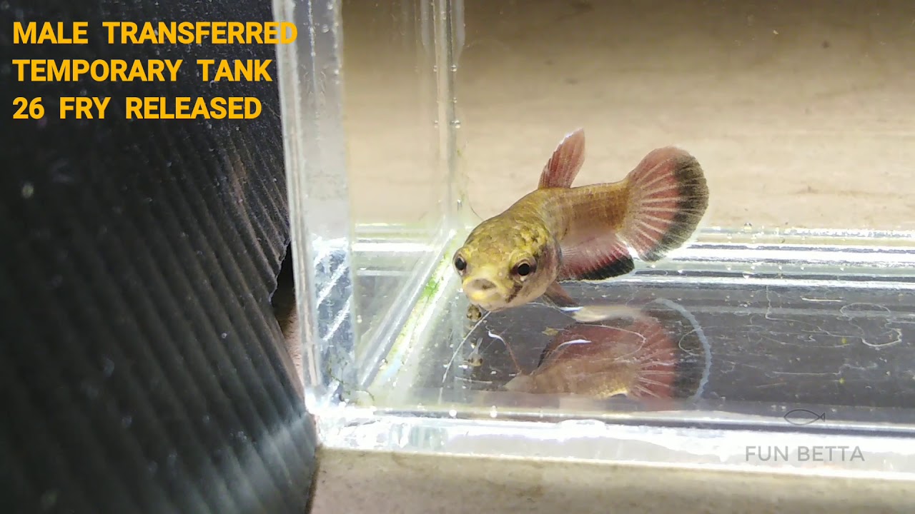 Betta channoides brooding. Ikan betta channoides jantan memeram telur ...