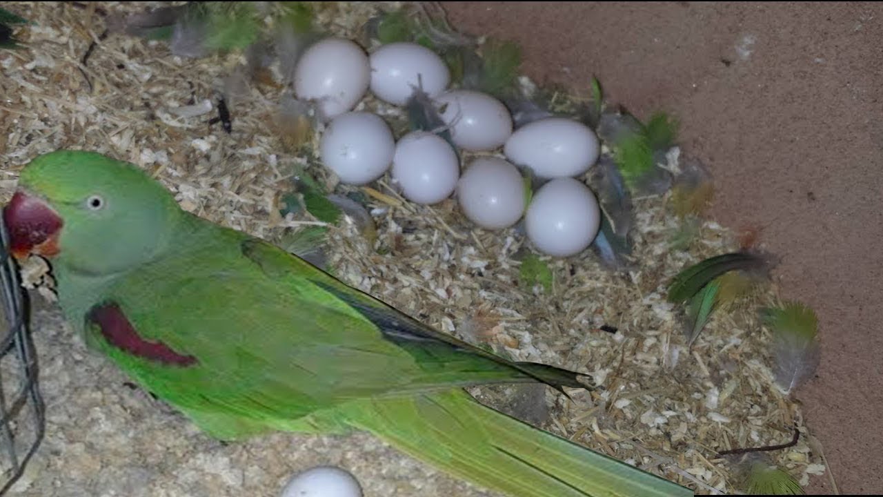 Indian green parrot | Indian Alexandrine parrots and Ringneck Parrot ...