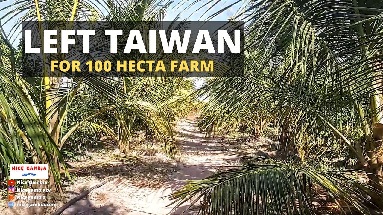 I left Taiwan for 100-hectare farm in Gambia | Youths in Business ...