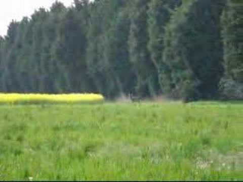 SP550 UZ Test Footage - Deer in the Morning