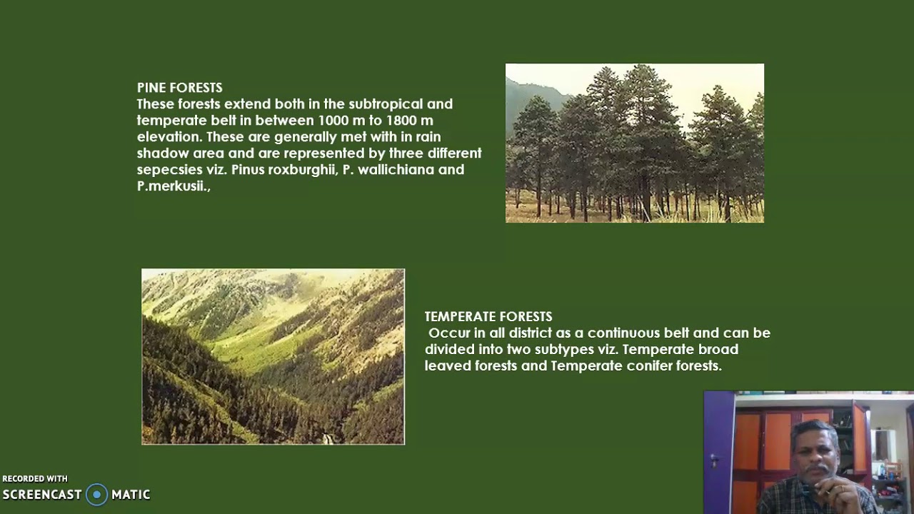 Naga forest - YouTube